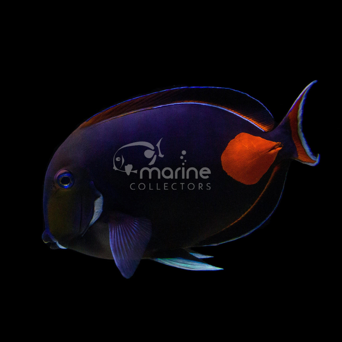 Achilles Tang: A Fish for 1% of Tanks – Marine Collectors