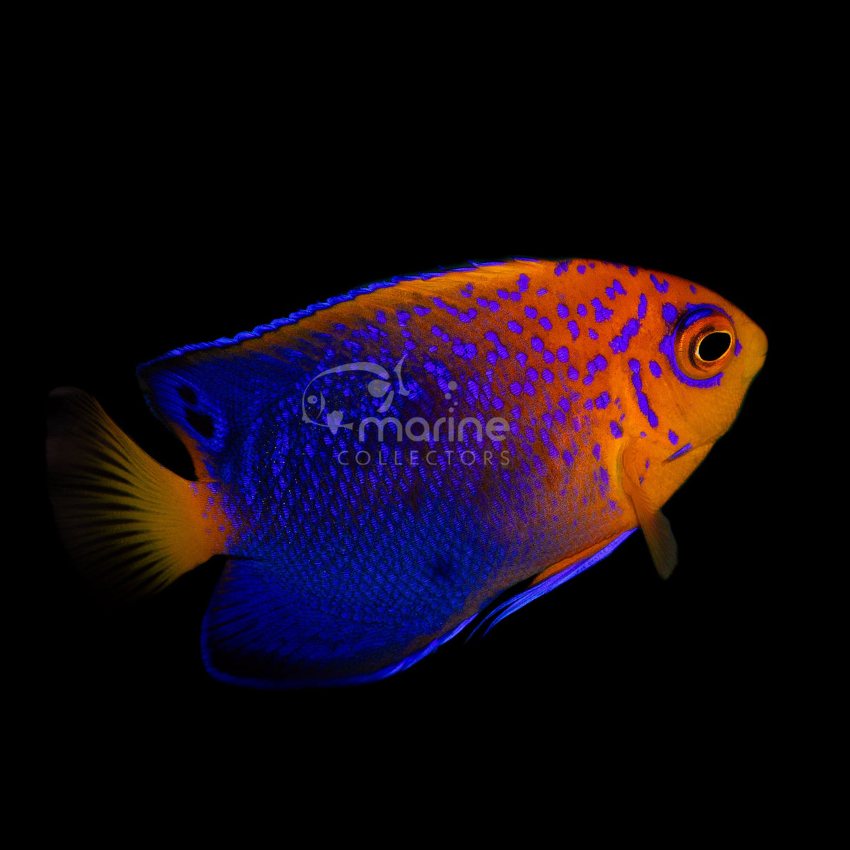 Captive Bred – Marine Collectors