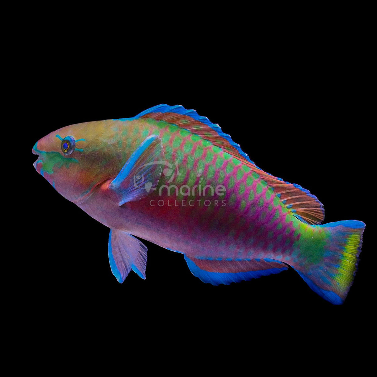 Saltwater Fish & Marine Life for Sale – Tagged "Fish" – Page 10 ...