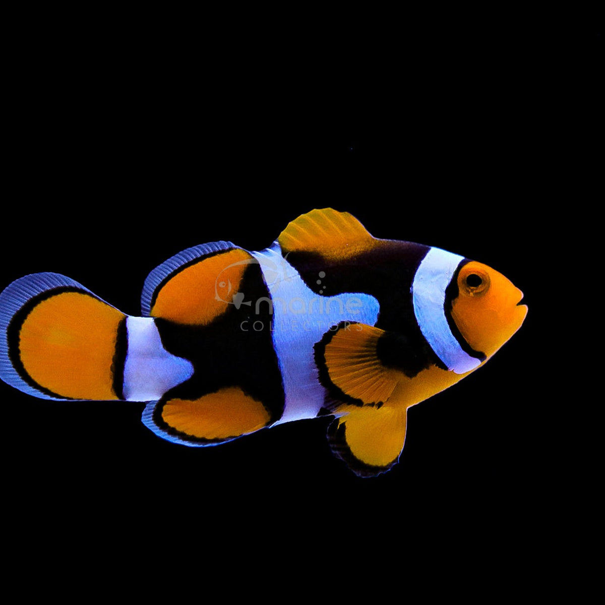 Clownfish – Marine Collectors