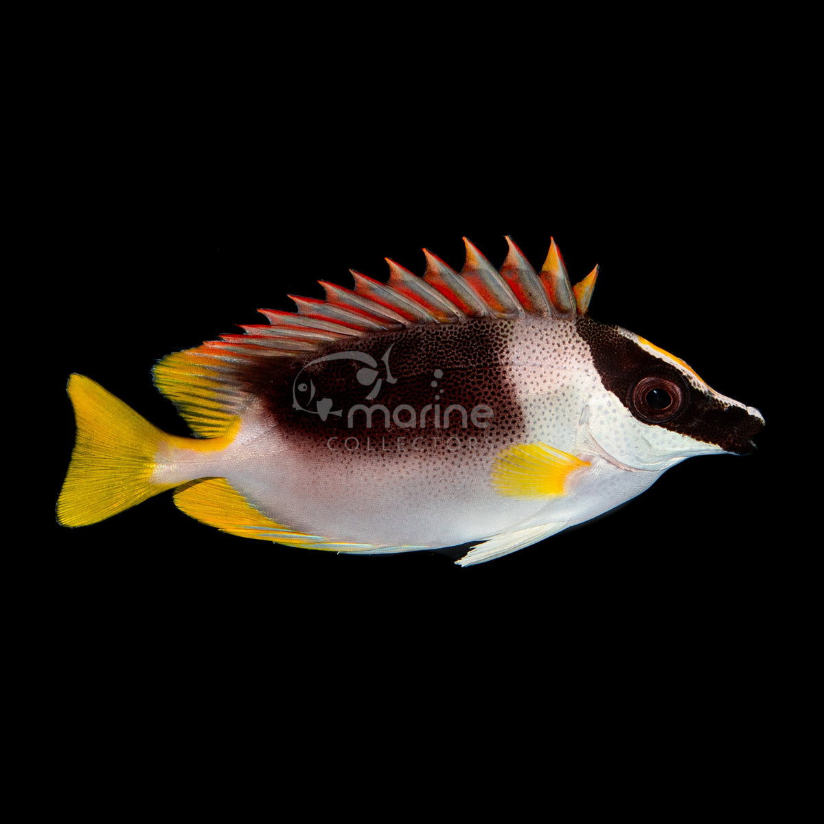 Foxface/Rabbitfish – Marine Collectors