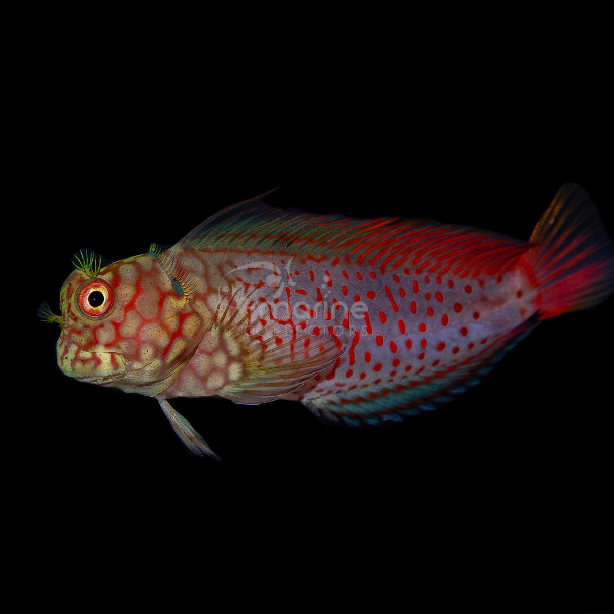 Blennies – Marine Collectors