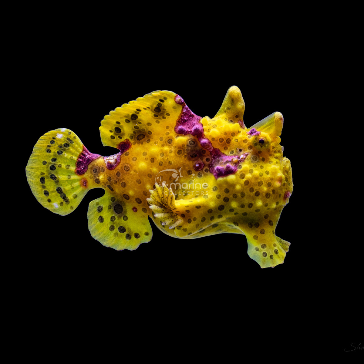 Miscellaneous – Marine Collectors