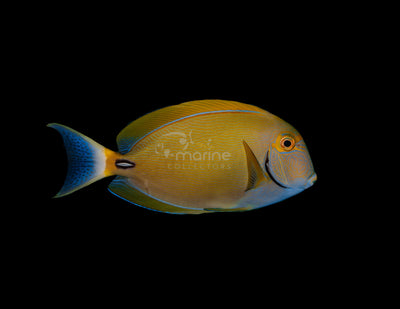 Saltwater Fish for Sale | Buy Marine Aquarium Fish | Marine Collectors