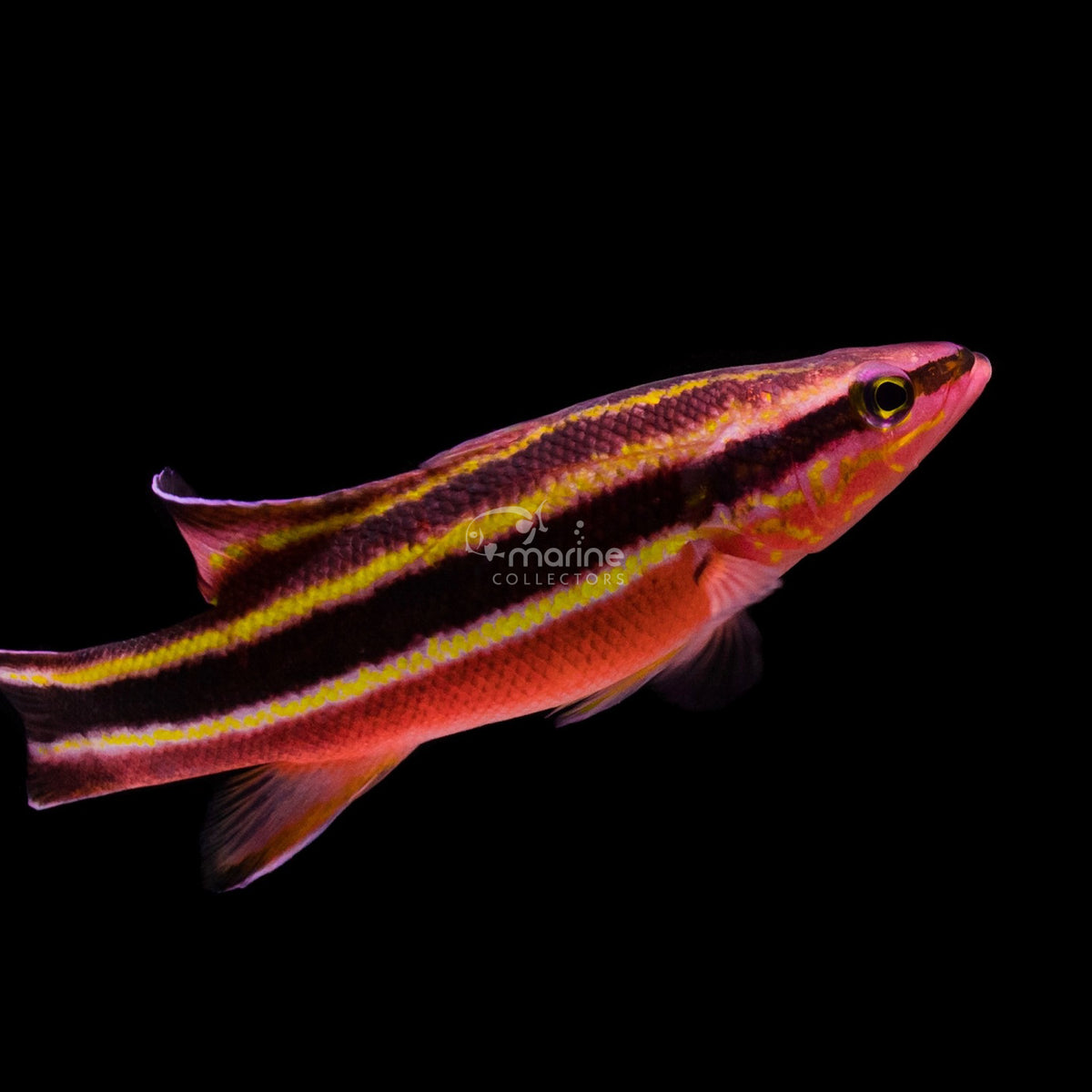 Bass/Basslets – Marine Collectors
