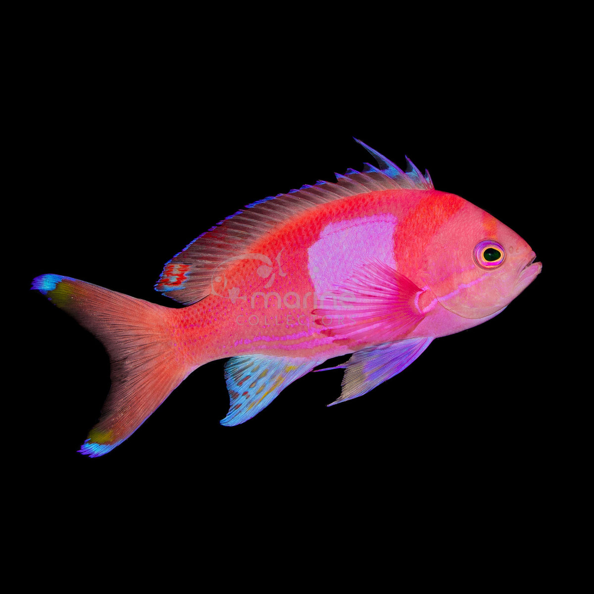 Anthias – Marine Collectors