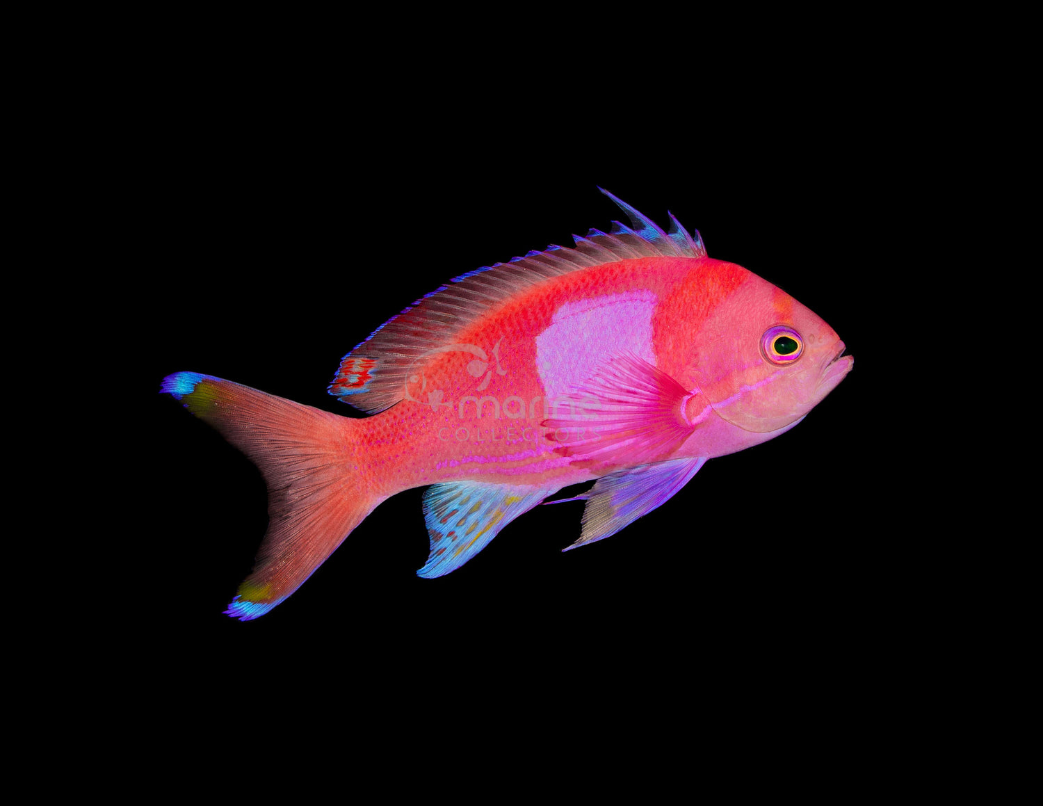Saltwater Fish for Sale | Buy Marine Aquarium Fish | Marine Collectors
