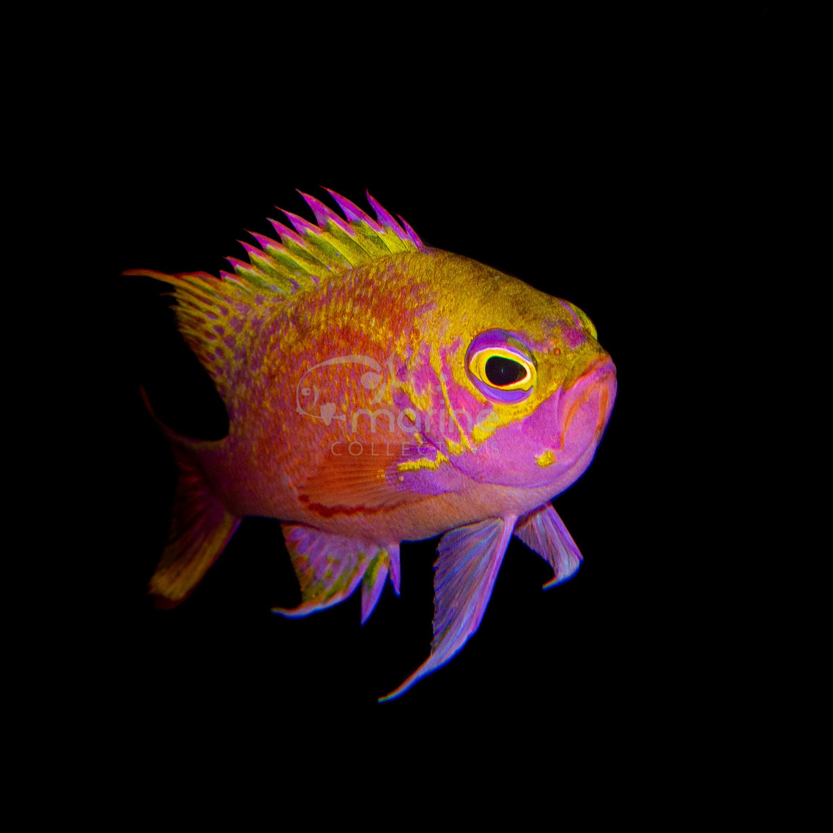 I know I've been gone for a hot minute, but these fish prices are ...