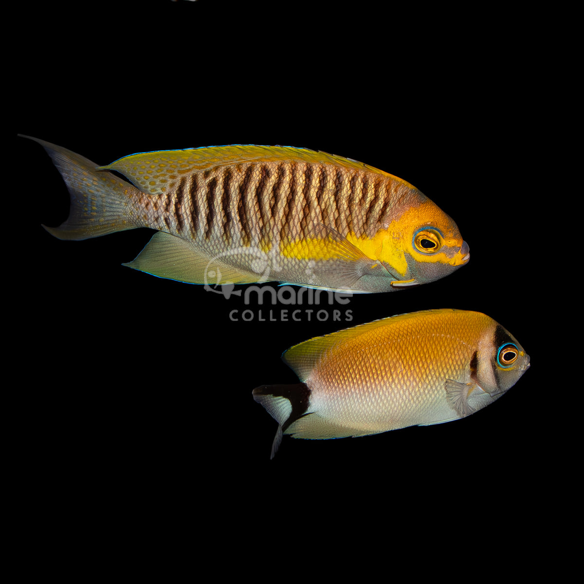 Zebra Swallowtail Angelfish - Saltwater Fish – Marine Collectors