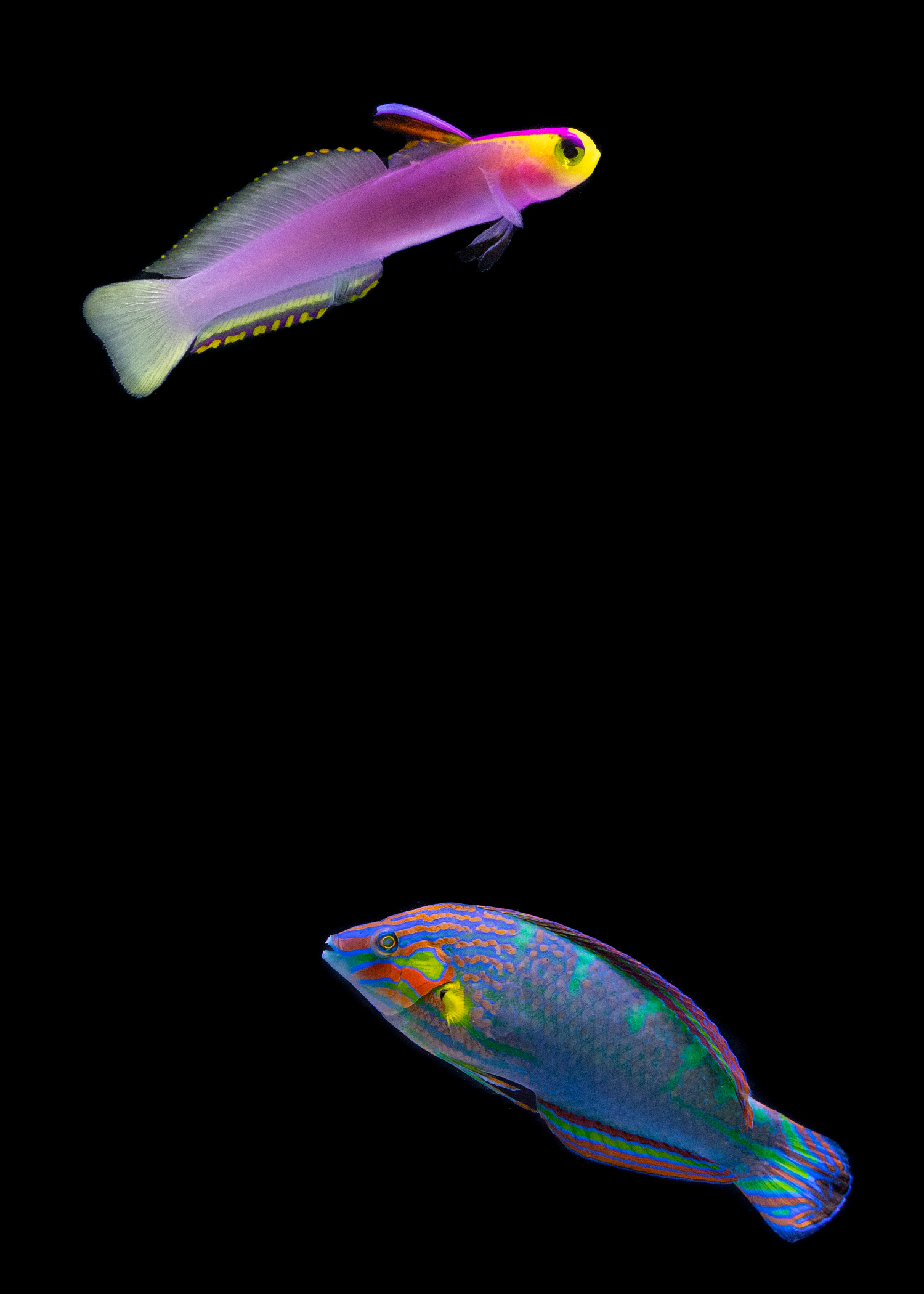 Saltwater Fish for Sale | Buy Marine Aquarium Fish | Marine Collectors