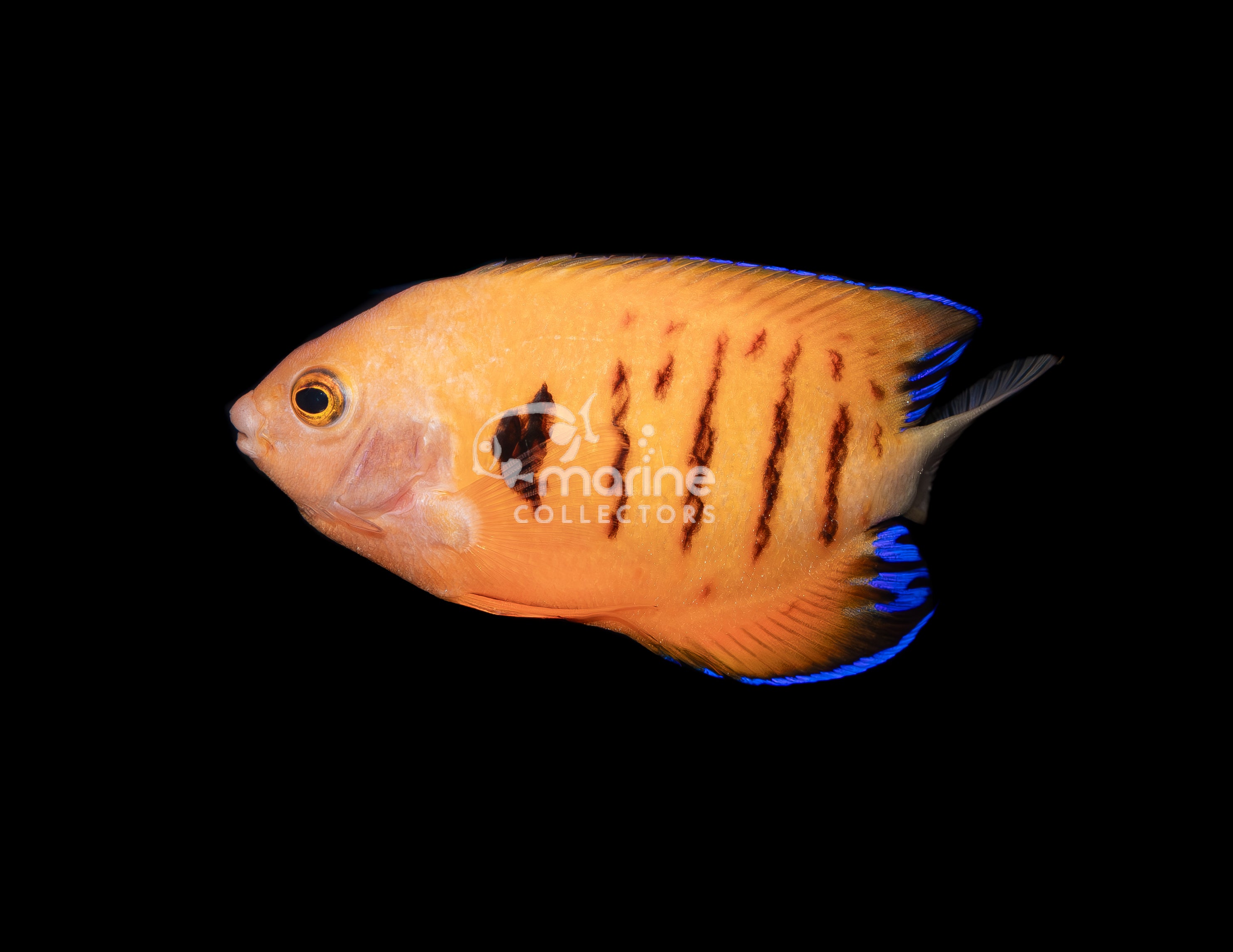 New Arrivals - Saltwater Fish for Marine Aquariums – Marine Collectors