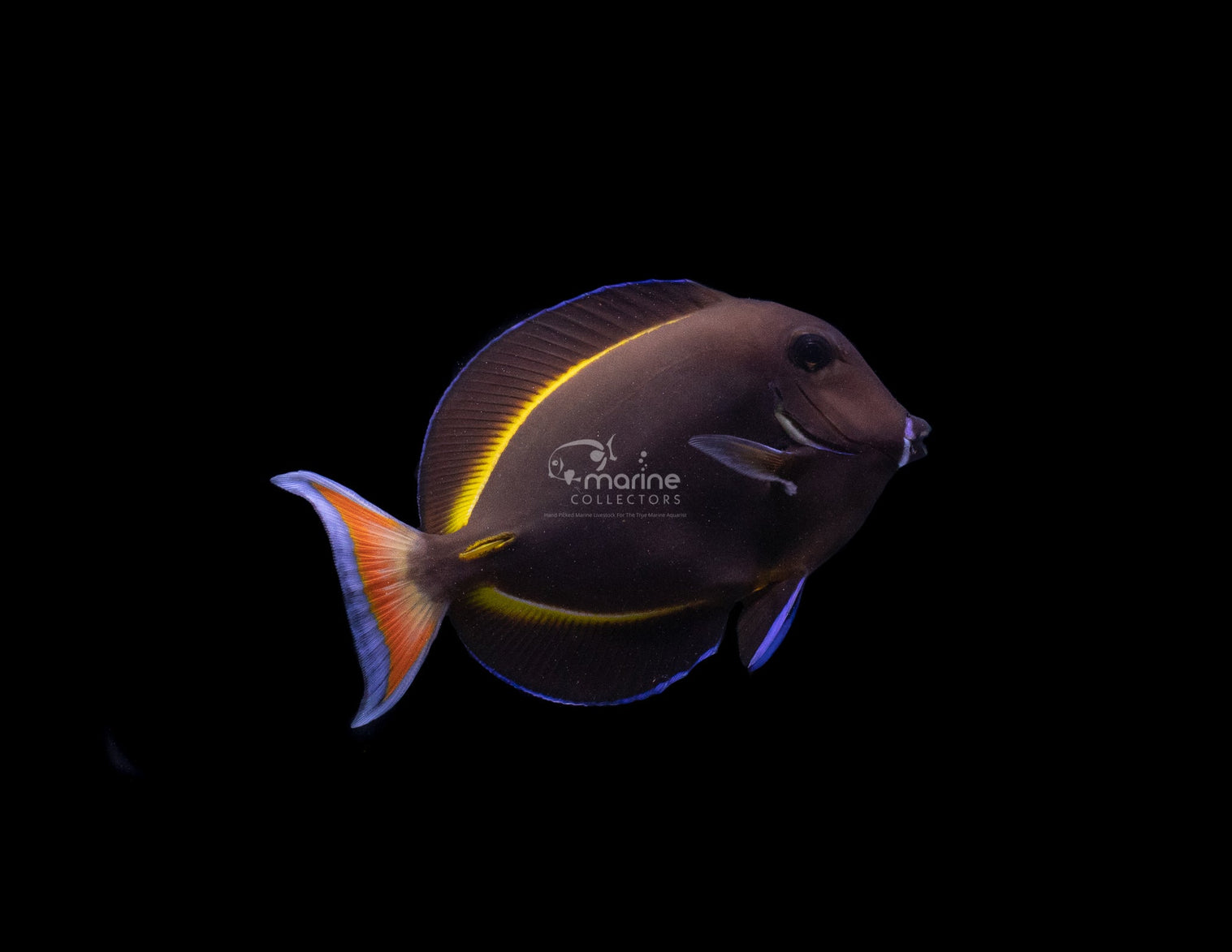 Achilles Tang Hybrid - Saltwater Fish – Marine Collectors