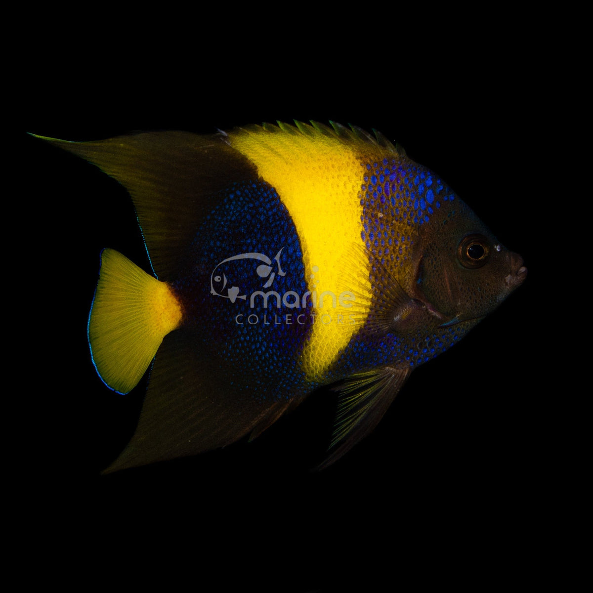 Asfur Angel - Saltwater Fish – Marine Collectors