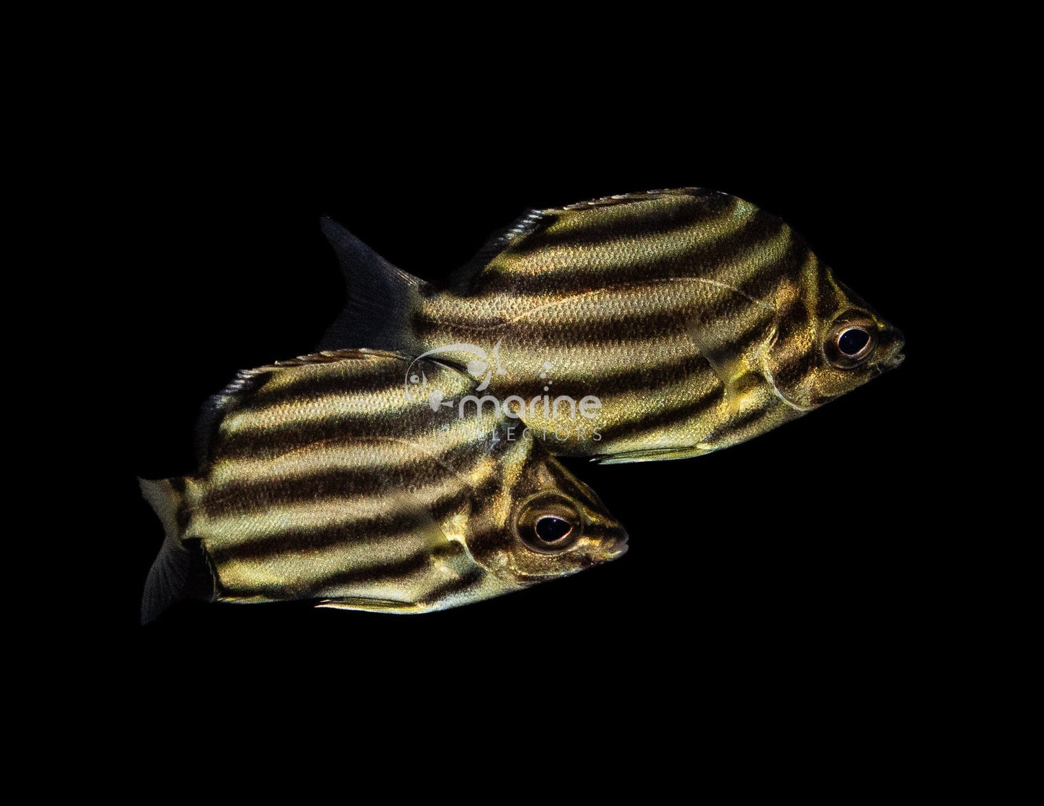 Australian Stripey - Saltwater Fish – Marine Collectors
