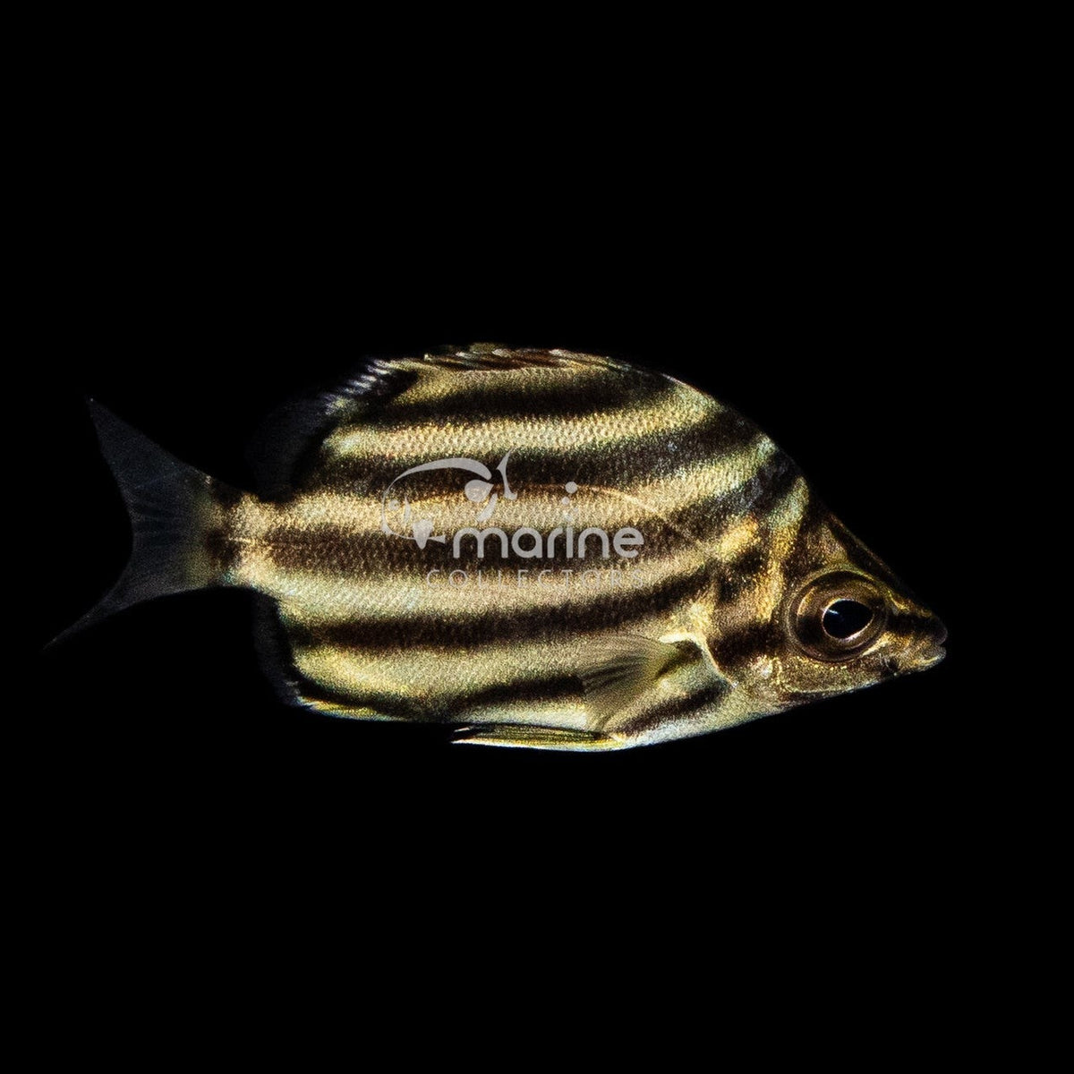 Australian Stripey - Saltwater Fish – Marine Collectors