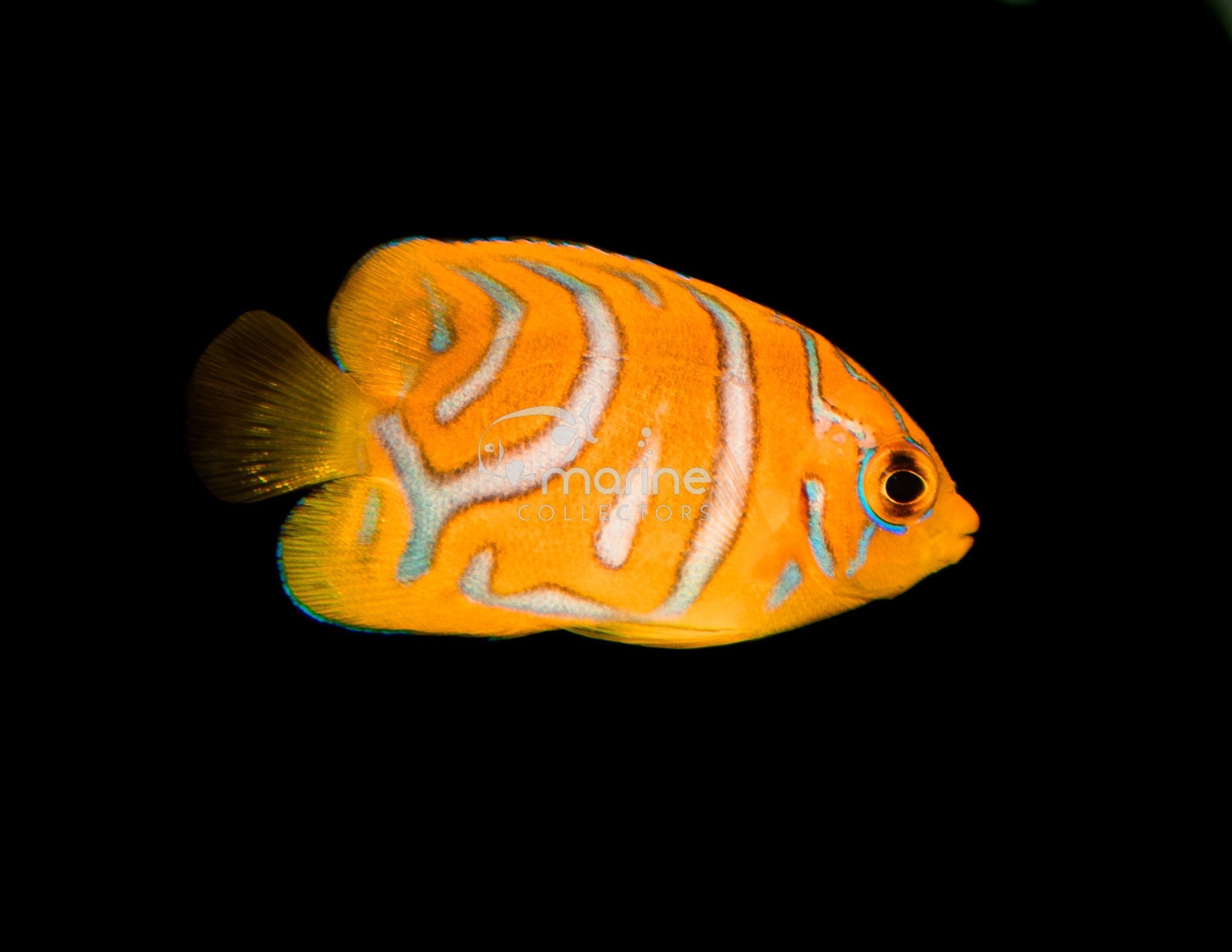 Captive Bred – Marine Collectors