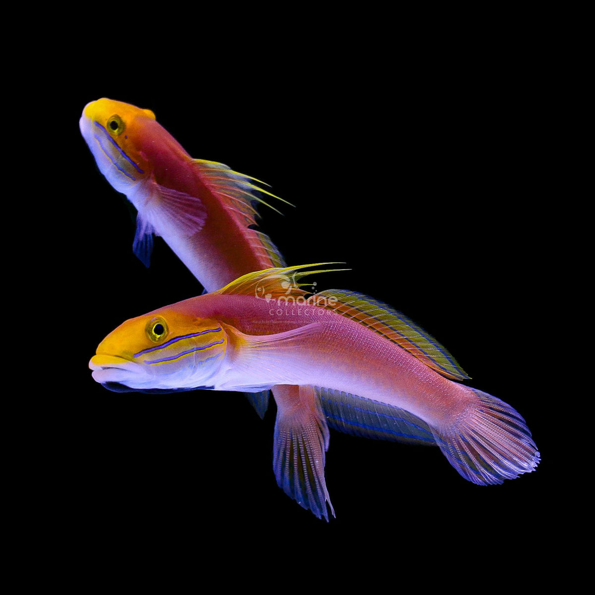Bella Goby - Saltwater Fish – Marine Collectors