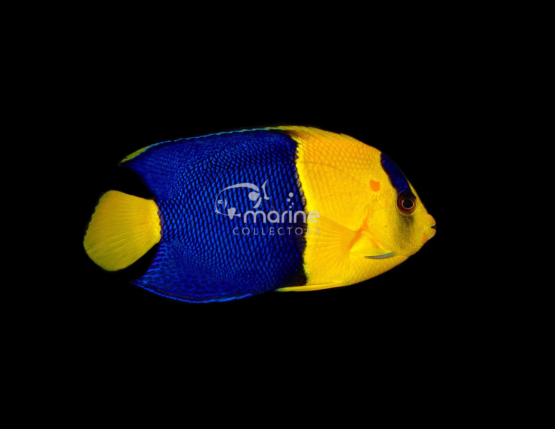 Angelfish – Marine Collectors