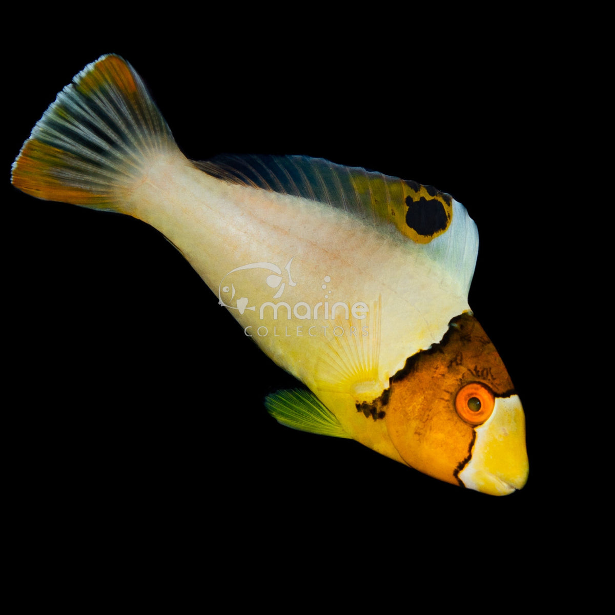 Bicolor Parrotfish - Saltwater Fish – Marine Collectors