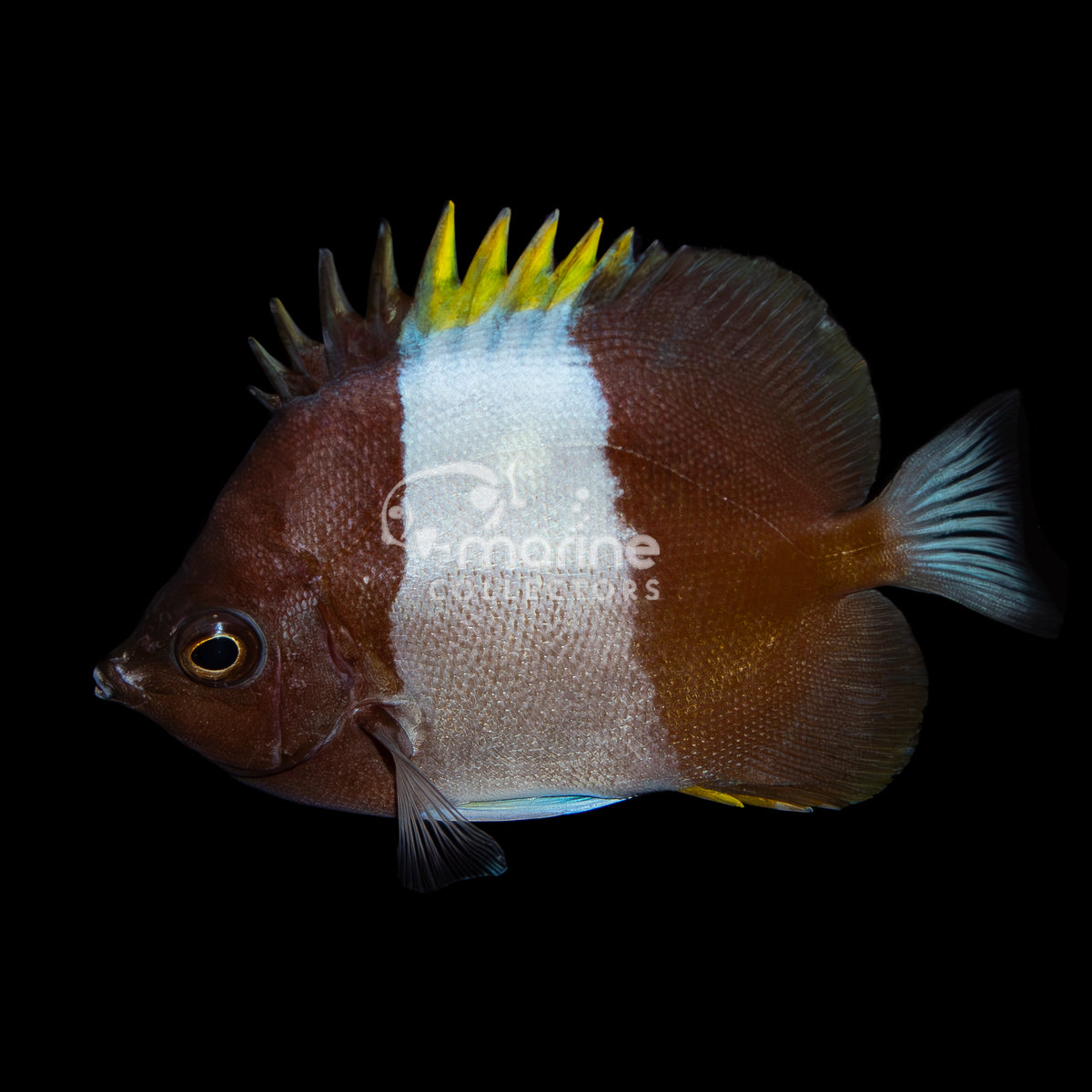 Pyramid Butterflyfish - Saltwater Fish – Marine Collectors