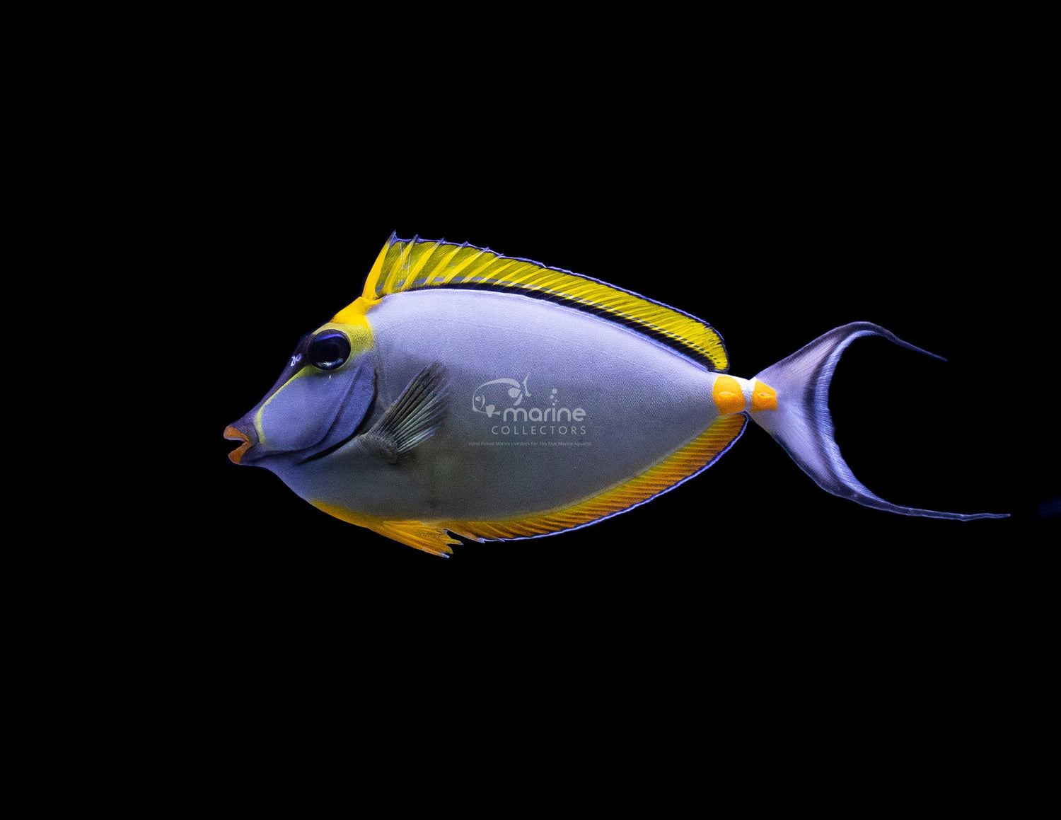 Tangs/Surgeonfish for Sale – Marine Collectors