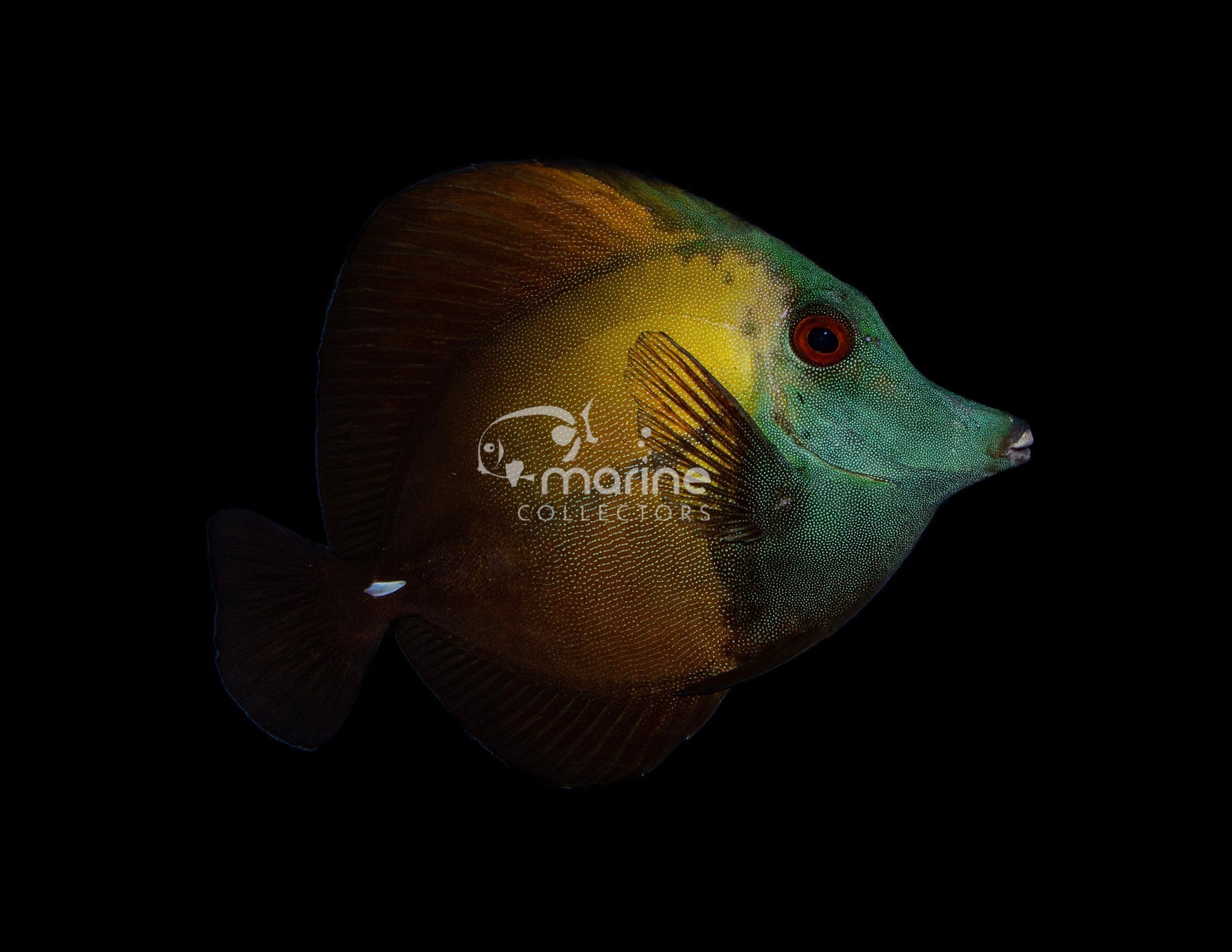 Tangs/Surgeonfish for Sale – Page 2 – Marine Collectors