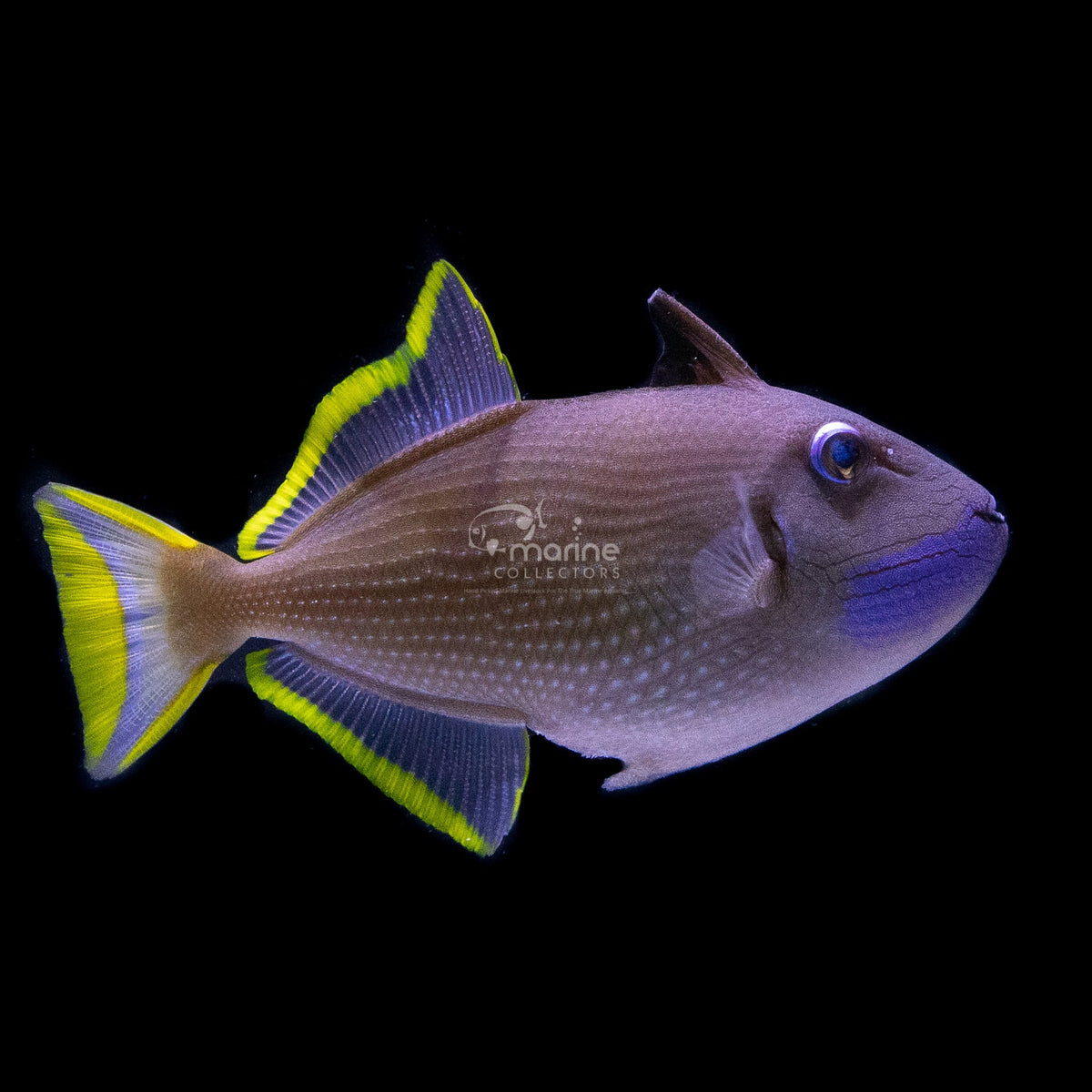 Blue Jaw Triggerfish - Saltwater Fish – Marine Collectors