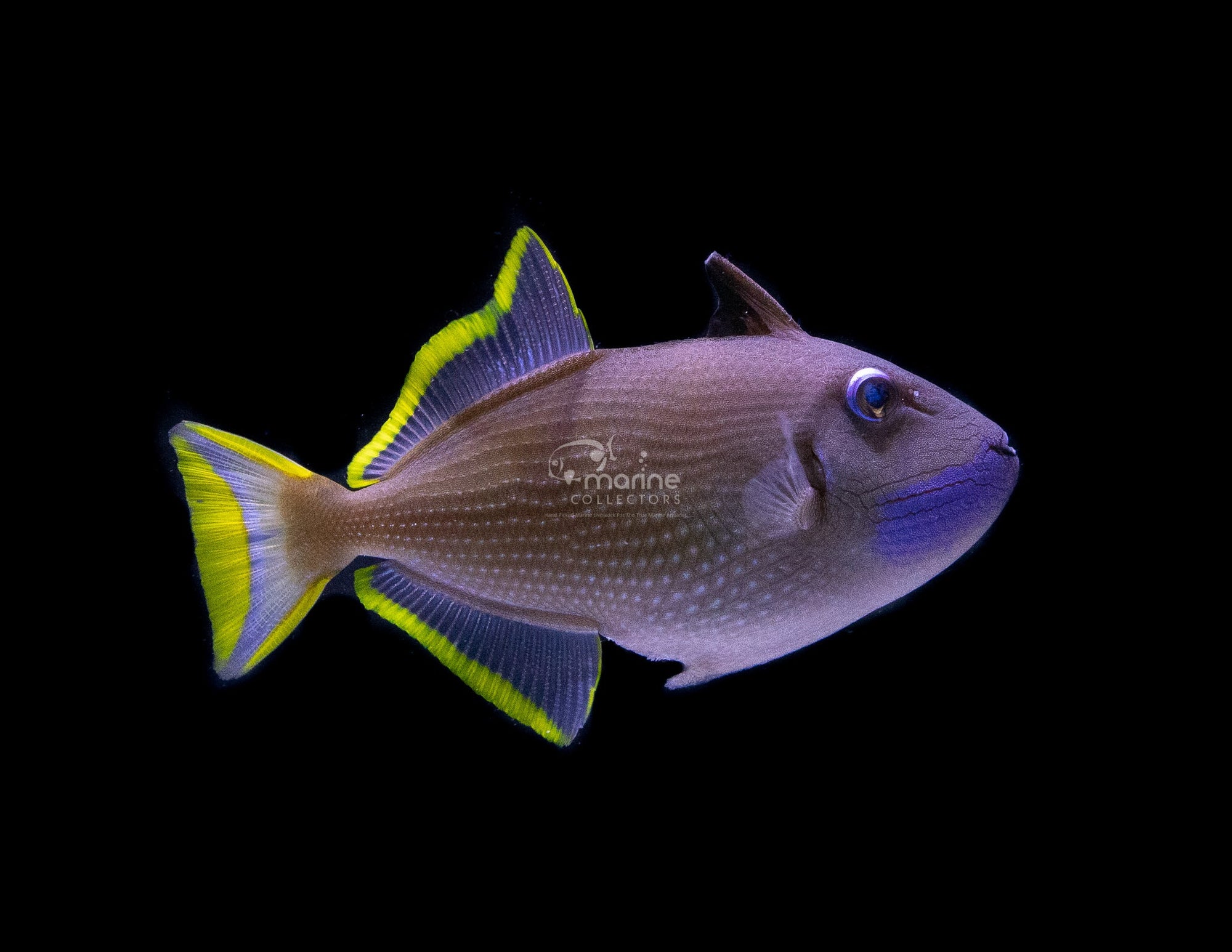 Filefish & Triggerfish – Marine Collectors
