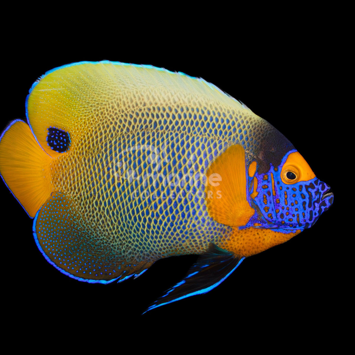 Blueface Angel - Saltwater Fish – Marine Collectors