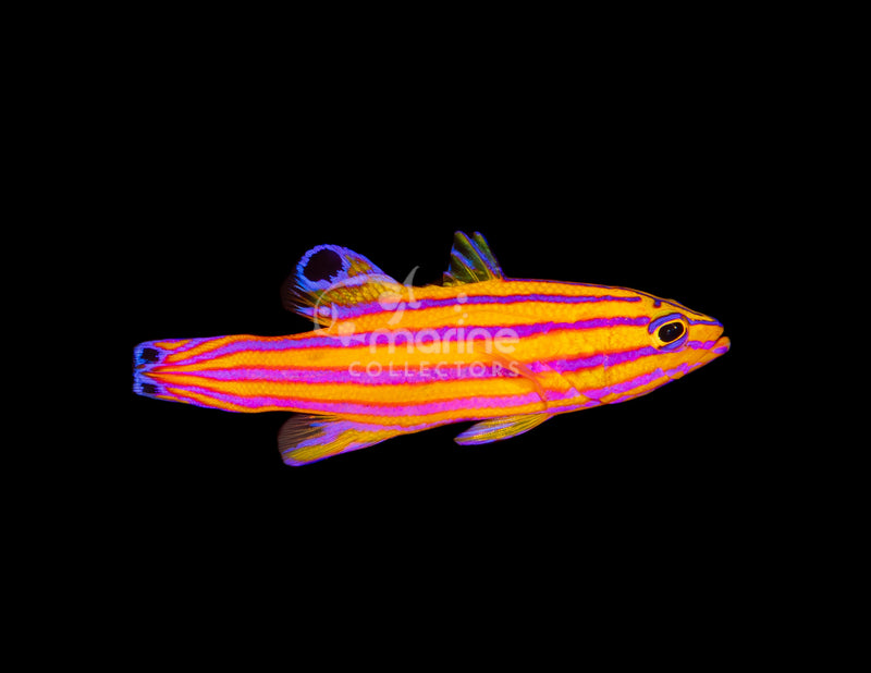 Candy Basslet - Saltwater Fish – Marine Collectors