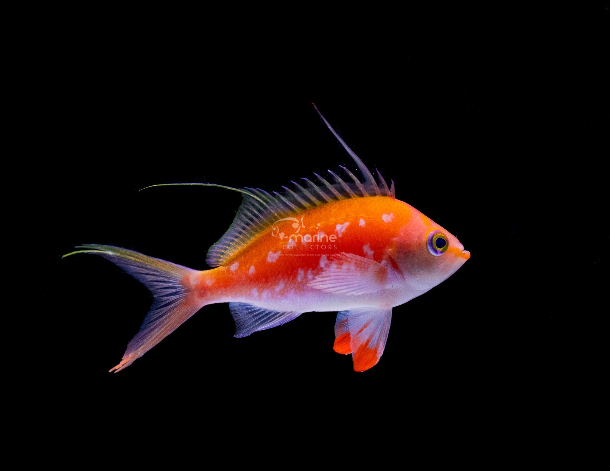 Anthias – Marine Collectors