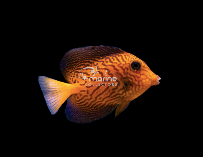 Chevron Tang - Saltwater Fish – Marine Collectors