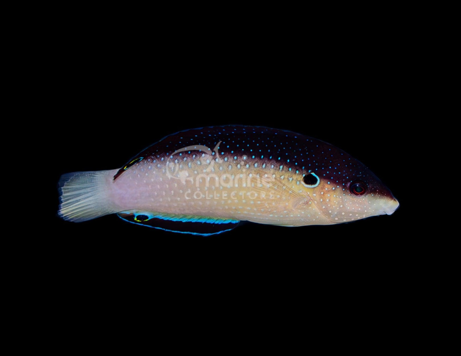 Signature Fish – Marine Collectors