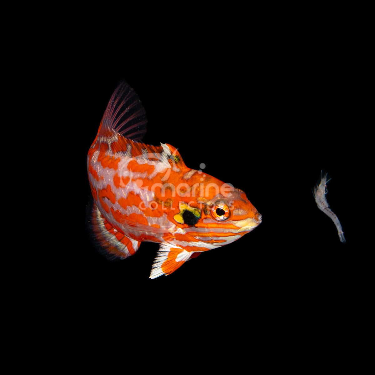 Choat's Leopard Wrasse – Marine Collectors