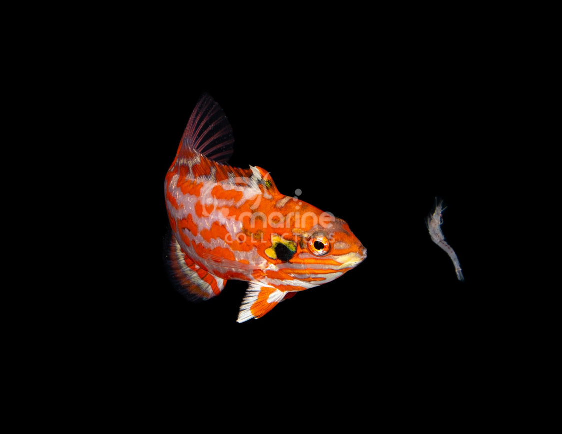 Choat's Leopard Wrasse – Marine Collectors