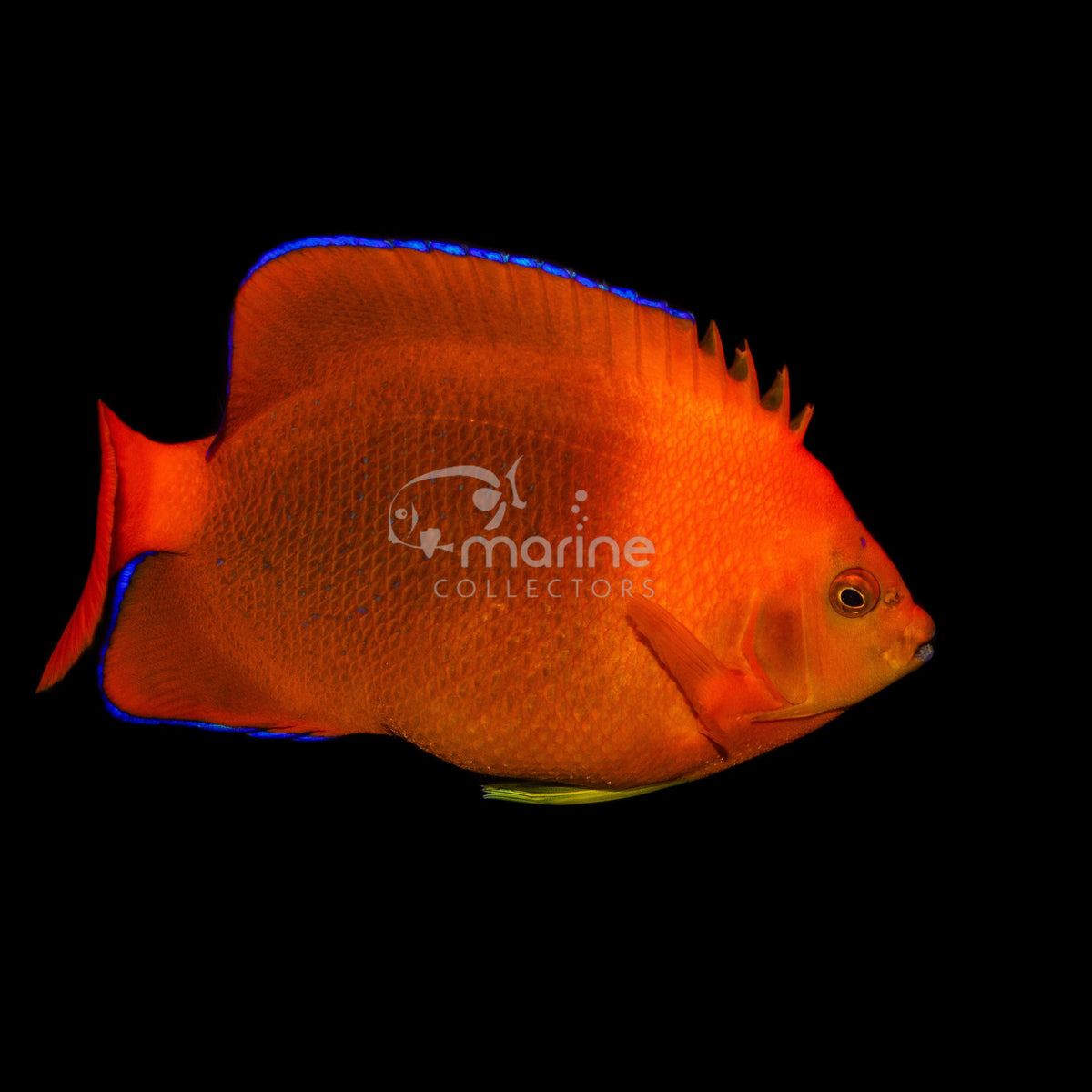 Clarion Angelfish - Saltwater Fish Shop | Marine Aquariums – Marine ...