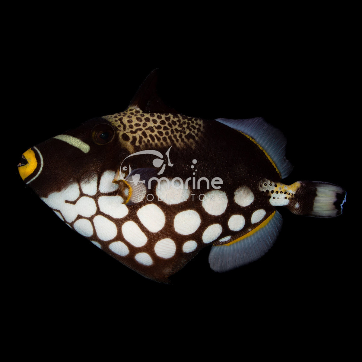 Clown Trigger - Saltwater Fish – Marine Collectors