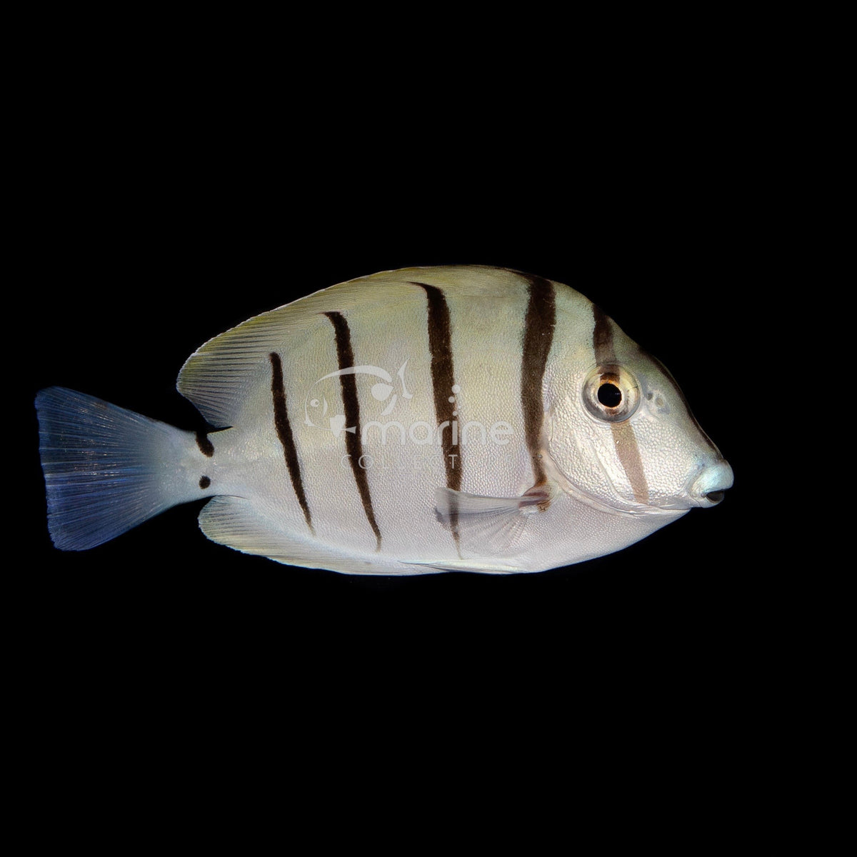 Convict Tang - Saltwater Fish – Marine Collectors