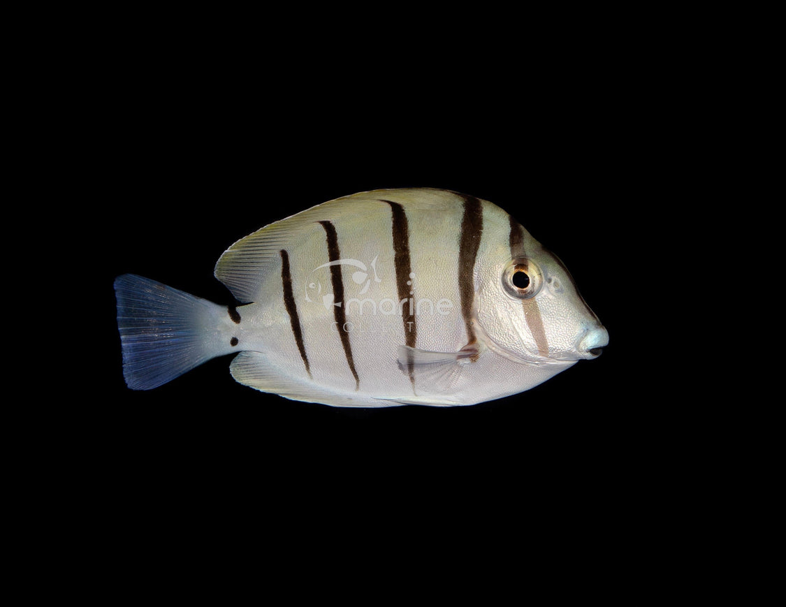 Convict Tang - Saltwater Fish – Marine Collectors