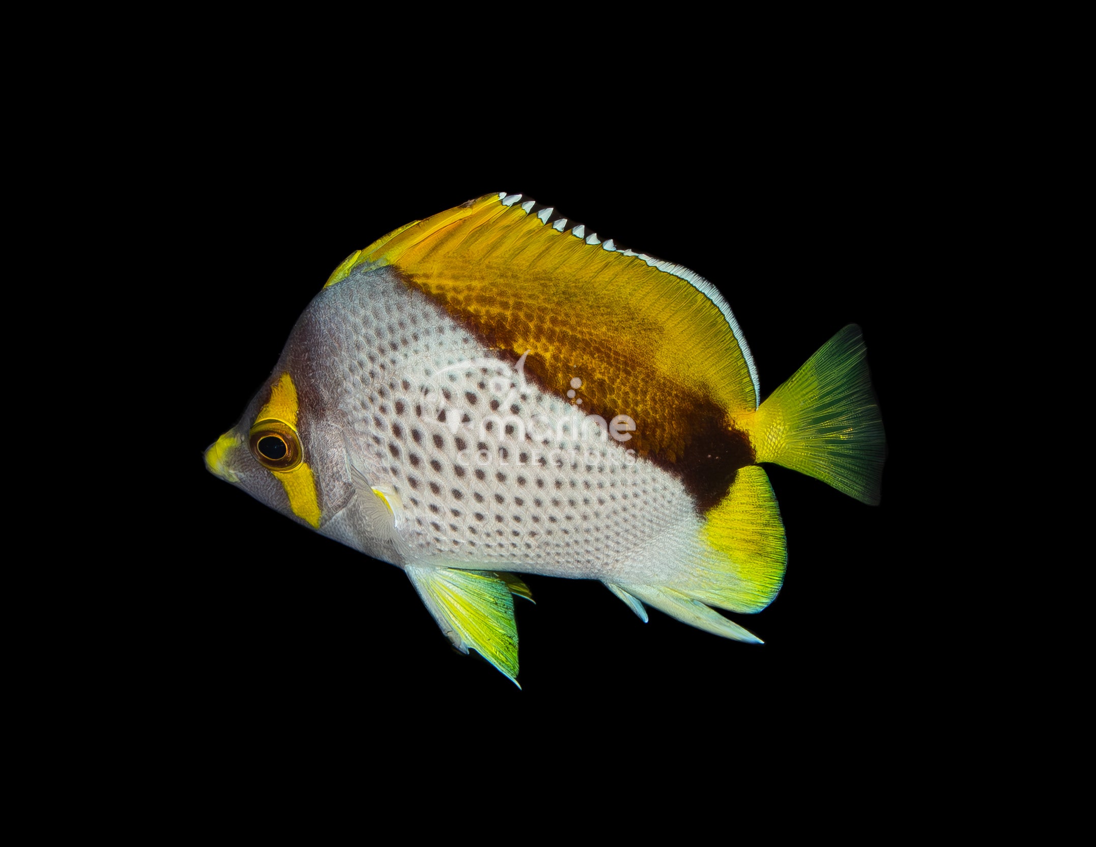 Collectors Chamber - Rare Saltwater Fish and Marine Pets – Marine ...