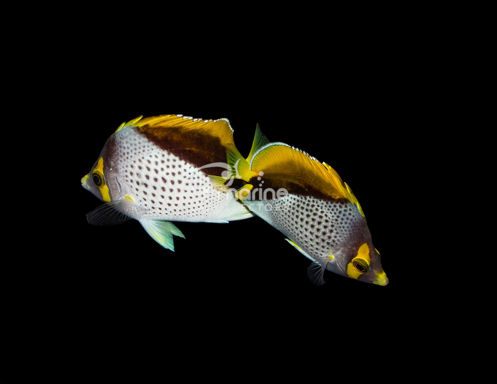 Collectors Chamber - Rare Saltwater Fish and Marine Pets – Marine ...