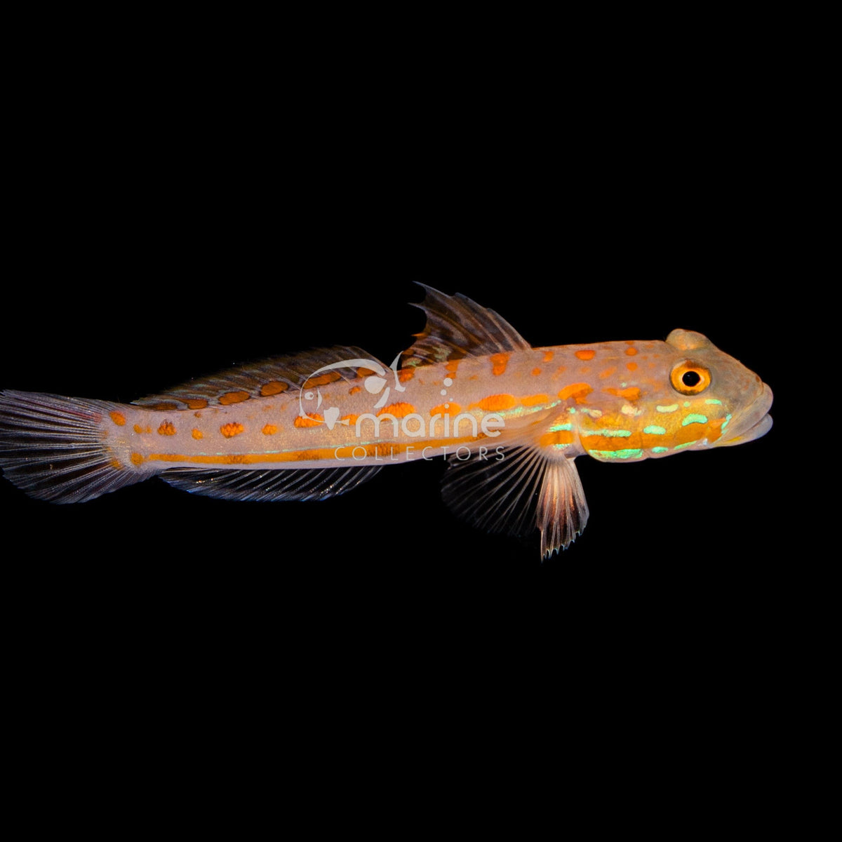 Diamond Goby - Saltwater Fish – Marine Collectors