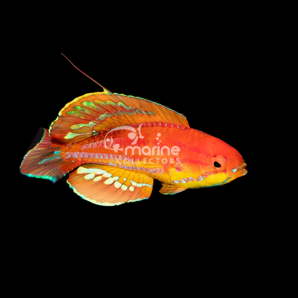 Diamond Tail Flasher Wrasse - Saltwater Fish – Marine Collectors