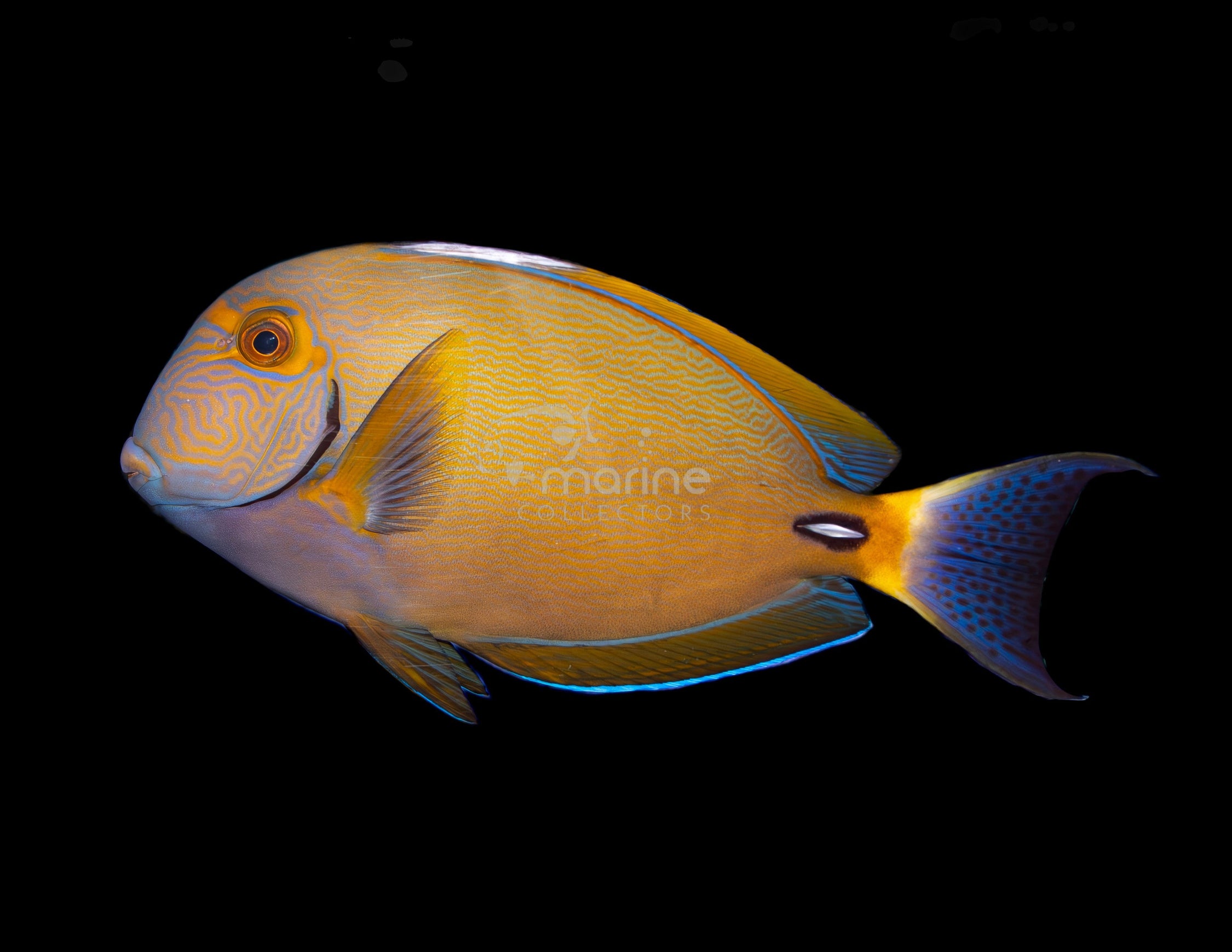 Collectors Chamber - Rare Saltwater Fish and Marine Pets – Marine ...