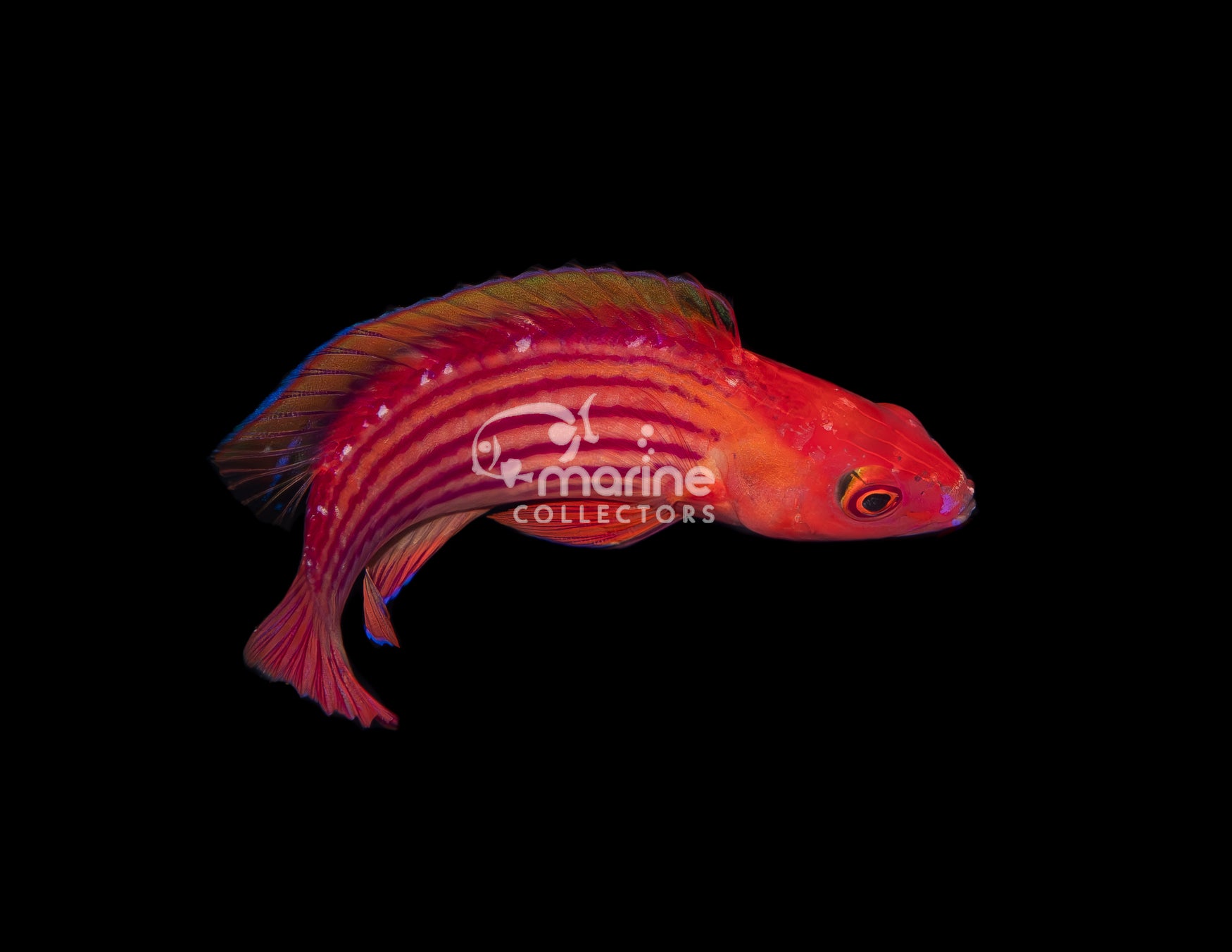 Collectors Chamber - Rare Saltwater Fish and Marine Pets – Marine ...