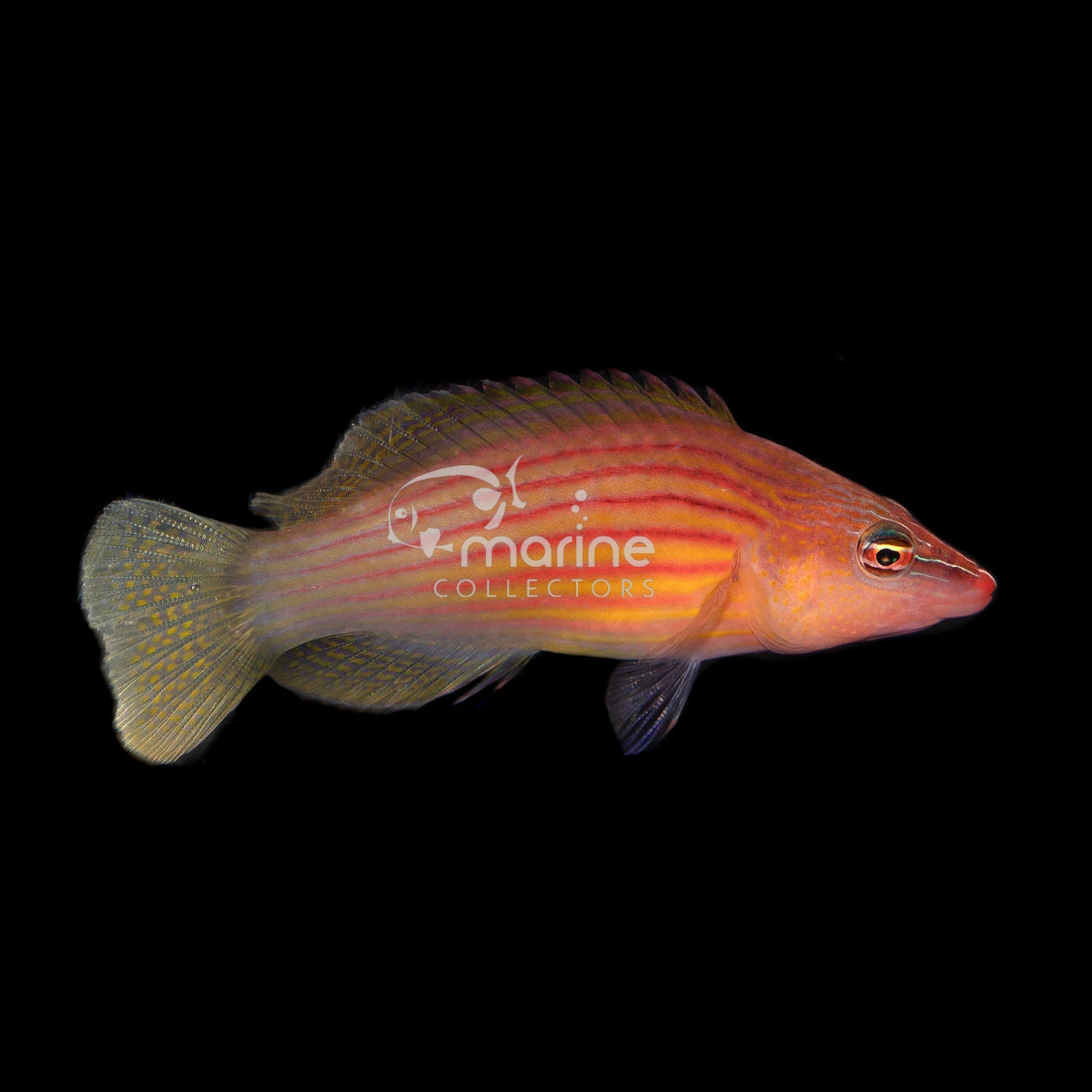 Eight Lined Wrasse - Saltwater Fish – Marine Collectors