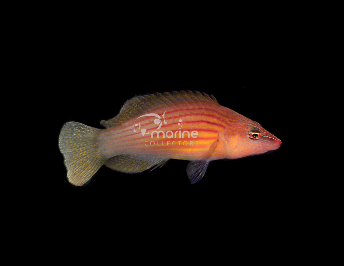 Eight Lined Wrasse - Saltwater Fish – Marine Collectors
