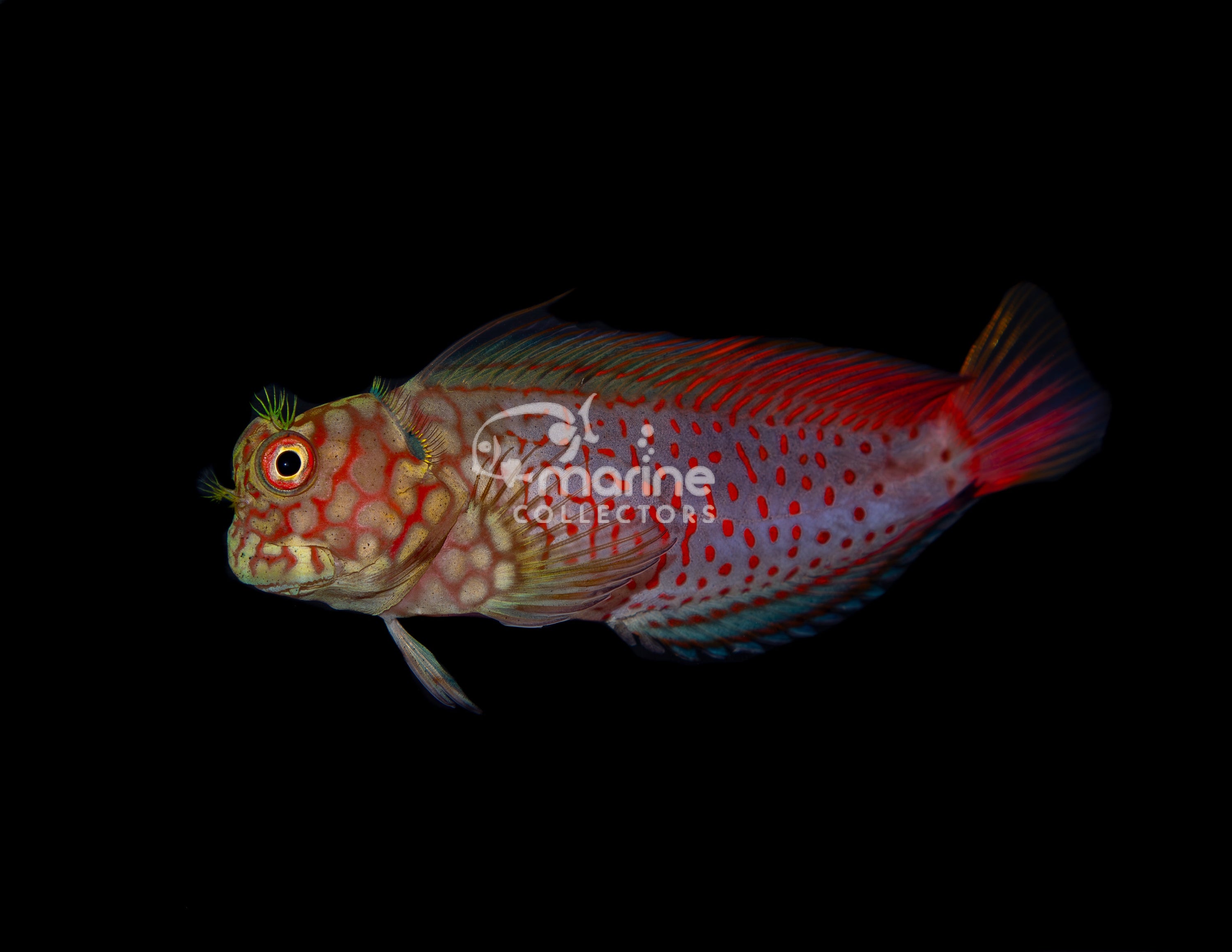 Blennies – Marine Collectors