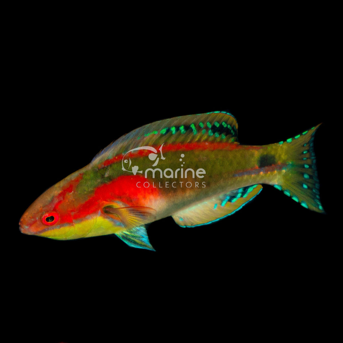Exquisite Fairy Wrasse - Saltwater Fish – Marine Collectors