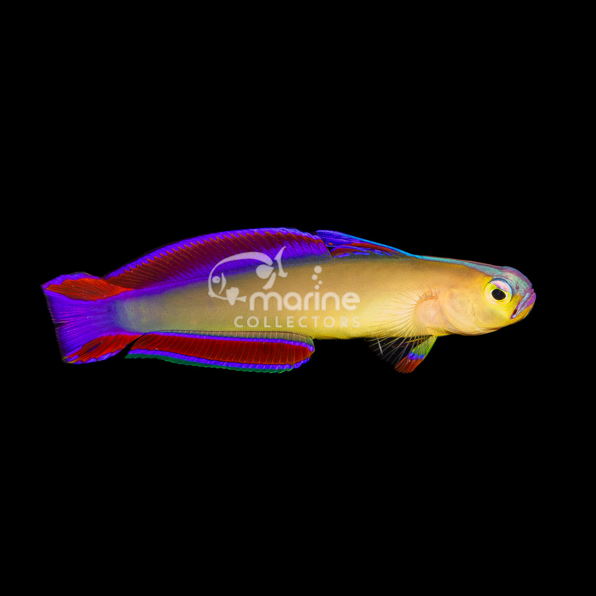 Exquisite Firefish - Saltwater Fish – Marine Collectors